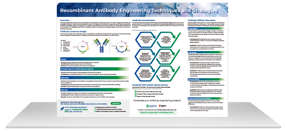 Infographic: Recombinant Antibody Engineering Techniques and Strategies Infographic: Recombinant Antibody Engineering Techniques and Strategies