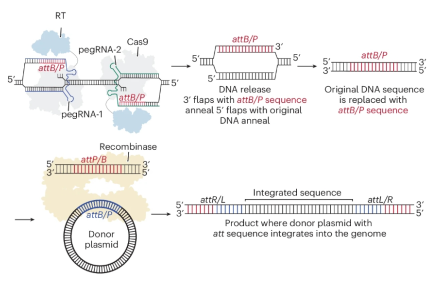 Revolutionizing Genome Editing: Integrating Large Genes with Precision