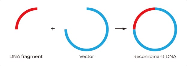 Revolutionizing Research: Cutting-edge DNA Cloning Technologies and ...