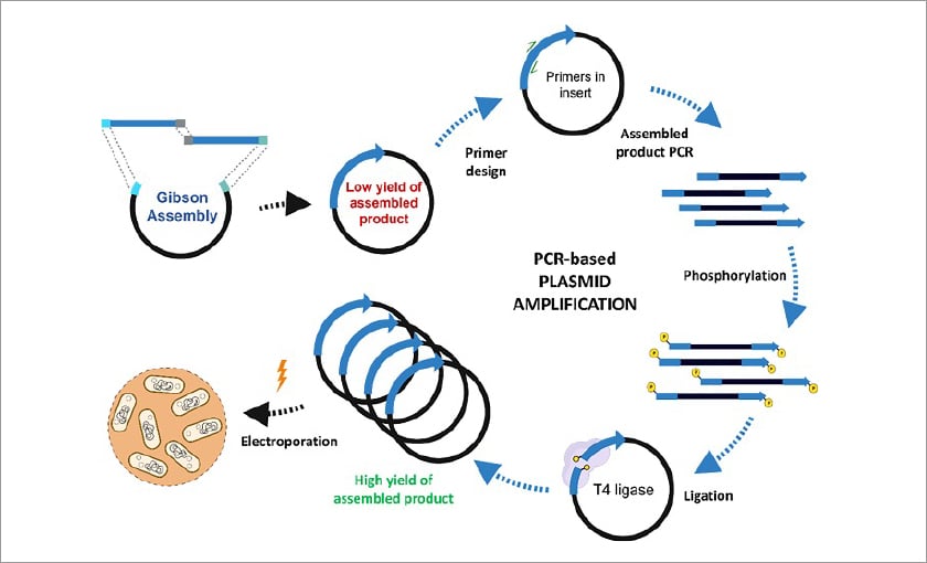 Revolutionizing Research: Cutting-edge DNA Cloning Technologies and ...