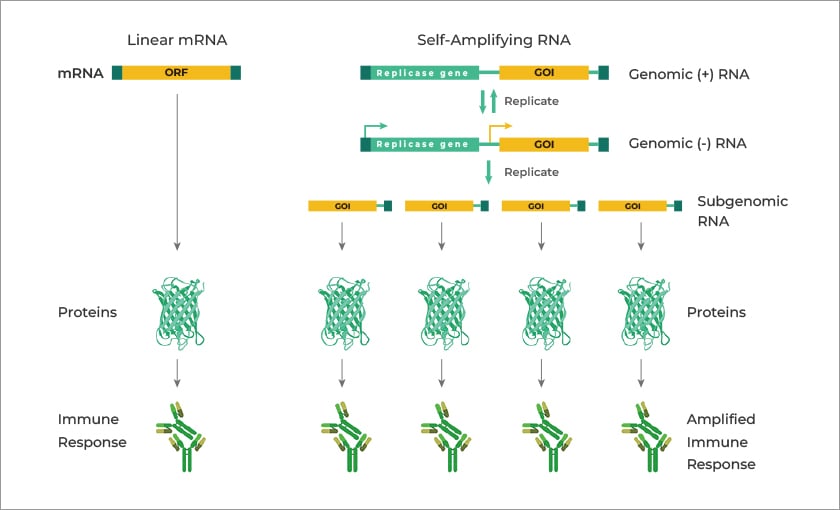 The Future Of Vaccination Unleashing The Power Of Self Amplifying Rna Technology
