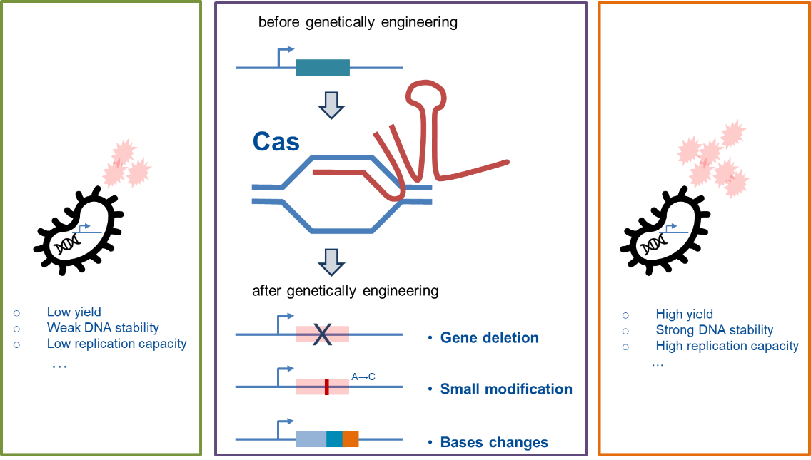 The power of genetically engineered strains | GenScript Scientific Insight