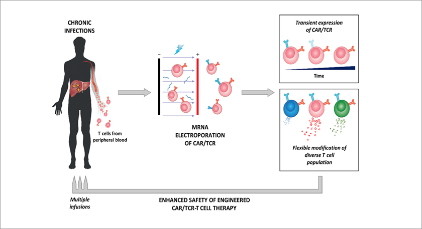 Enhancing CAR T-Cell Therapy with circRNA: A New Era in Cancer Immunotherapy | GenScript