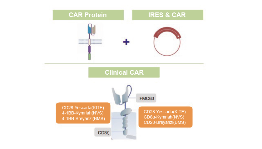 Enhancing CAR T-Cell Therapy with circRNA: A New Era in Cancer ...