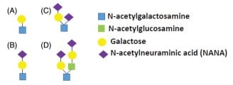 The Role of Antibody Glycosylation in Its Functionality
