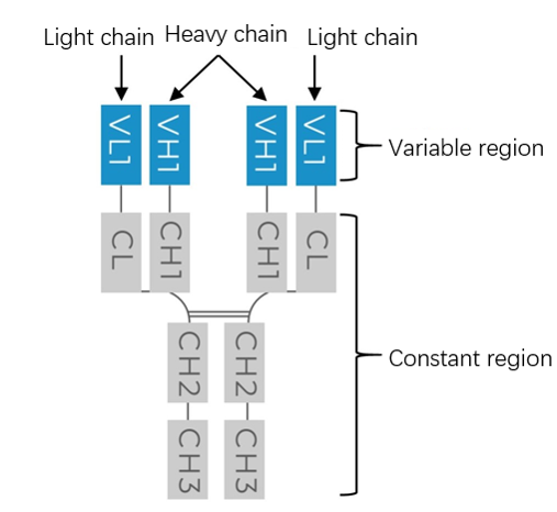 The Structure and Function of Antibodies