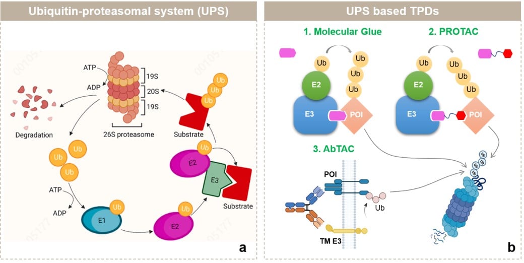 Unlocking Disease Therapies: The Promise of Targeted Protein Degradation