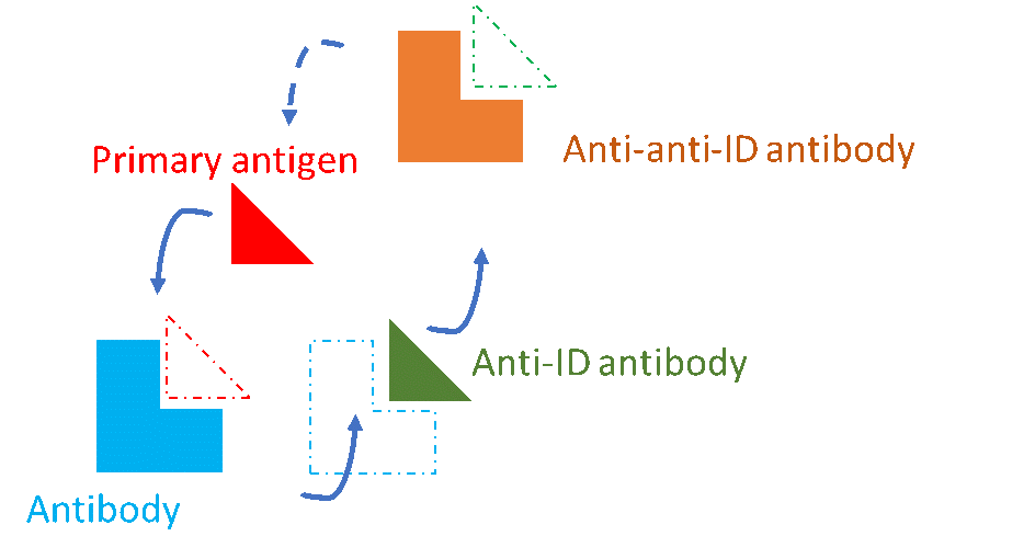 What Are the Applications of Anti-ID Antibodies？