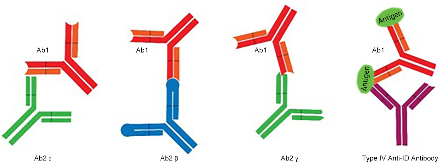 What Is an Anti-Id Antibody? Classification, Applications & Immune ...
