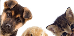 COVID-19 Detection | cPass™ Kit Technology