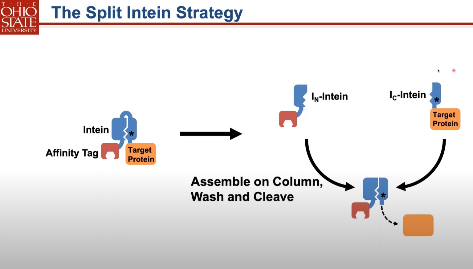 A general capture and purification platform for tagless proteins based ...