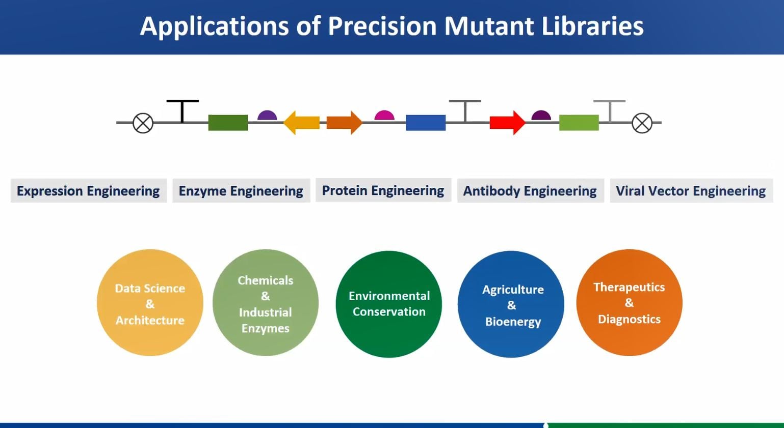 The Precision Mutant Libraries Service at GenScript | GenScript