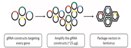 CRISPR gRNA Libraries