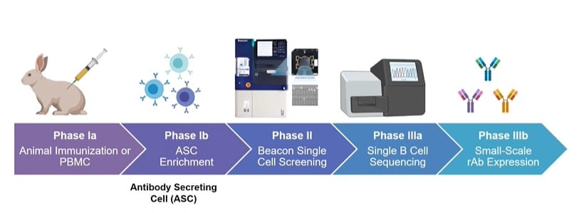 Rapid Identification of Diverse High-Affinity SARS-CoV-2 Antibodies