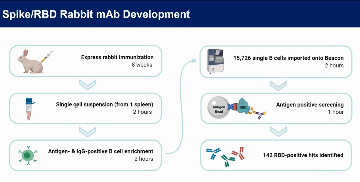 Rapid Identification of Diverse High-Affinity SARS-CoV-2 Antibodies