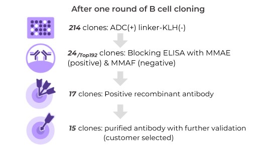 Rabbit Monoclonal Antibody Development Service | GenScript