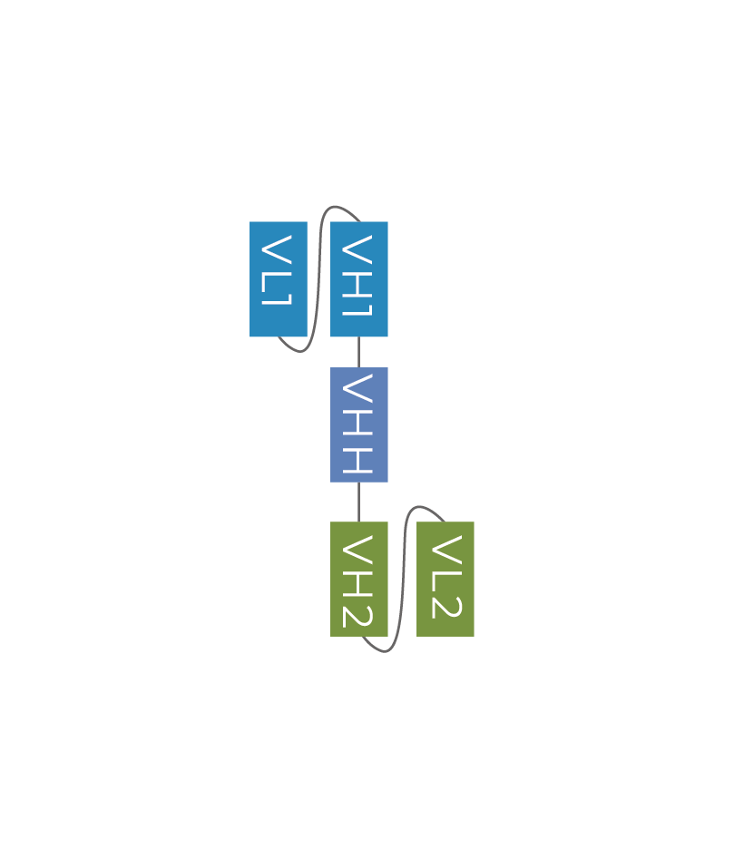 TurboCHO™ Bi-specific Antibody Expression | GenScript