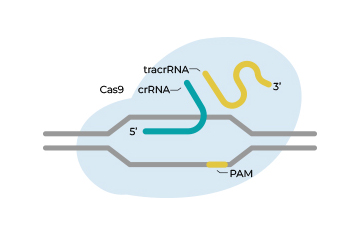 Cas Nuclease Product List | GenScript