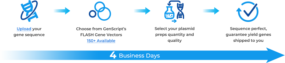 FLASH Gene & Gene Synthesis - 4-Day Gene to Plasmid | GenScript