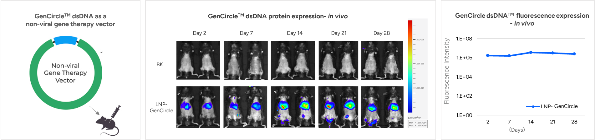 GenCircle™ Double-Stranded DNA | GenScript