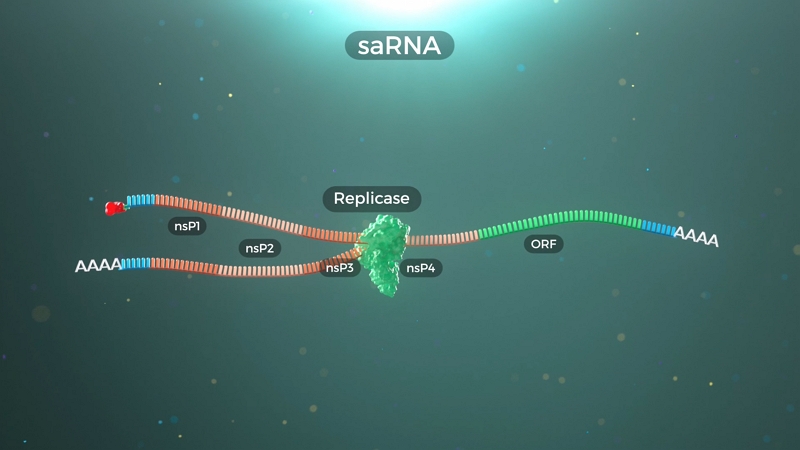 GenScript Biotech Corporation Announces Self-Amplifying RNA Synthesis Service for Advanced ...