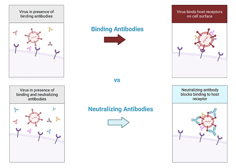 Sars Cov 2 Neutralizing Antibody Detection Kit Genscript