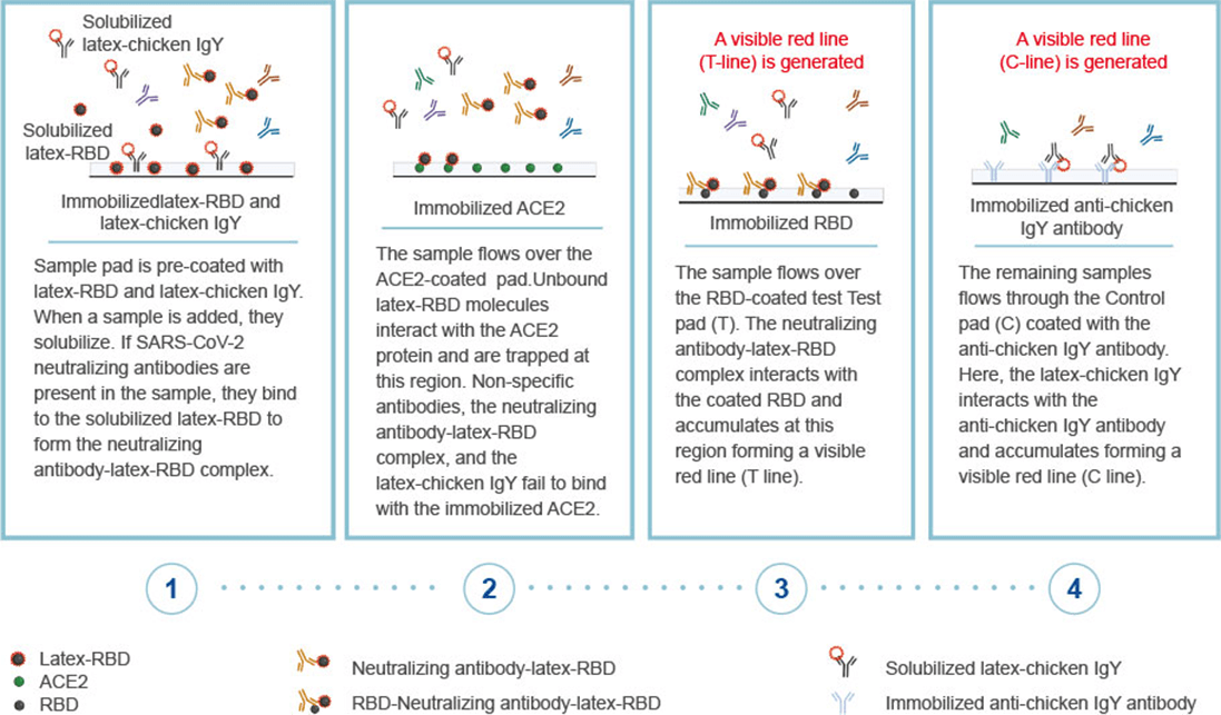 Antibody Neutralization