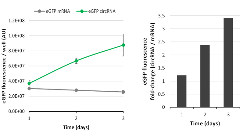 Custom Circular RNA Synthesis | GenScript