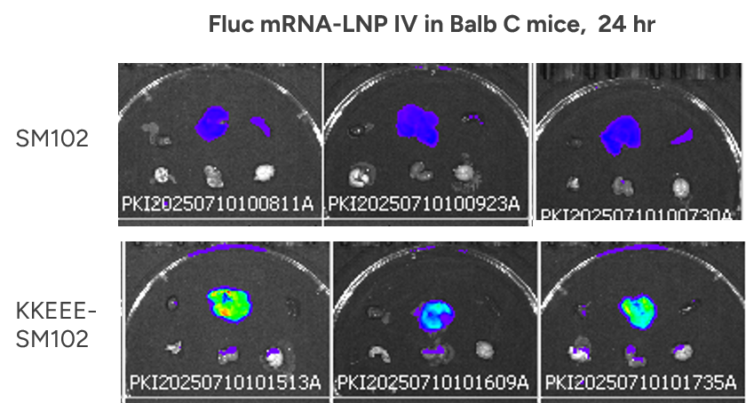 Targeted Lipid Nanoparticle (LNP) Formulation Services | GenScript