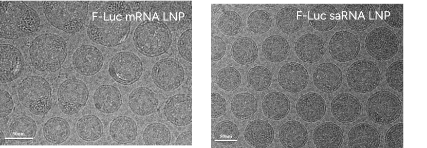 Lipid Nanoparticle Packaging for Advanced RNA Delivery | GenScript