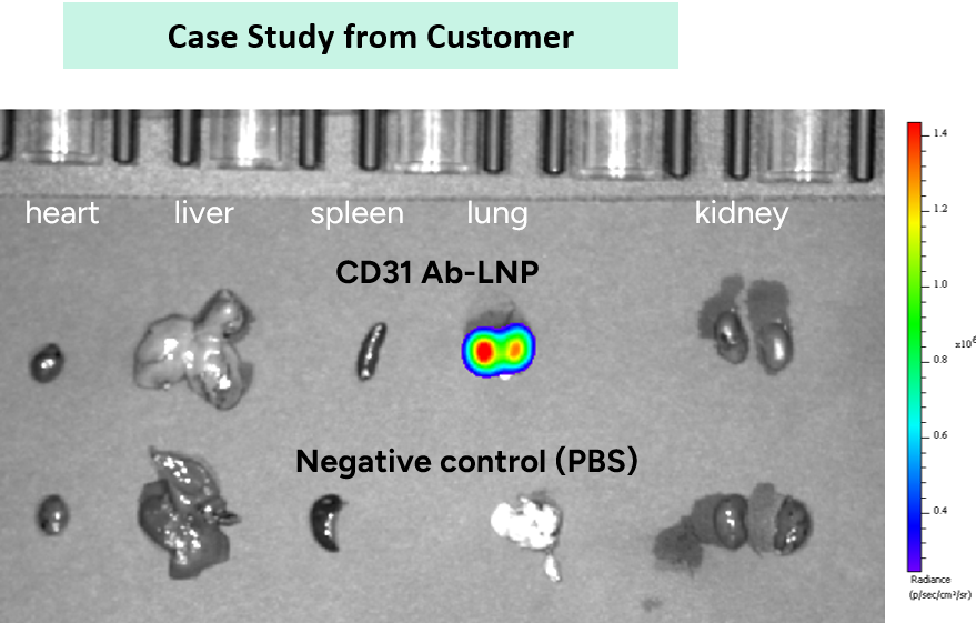 Targeted Lipid Nanoparticle (LNP) Formulation Services | GenScript