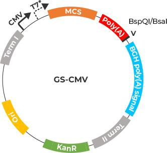mRNA Applied Vector | GenScript