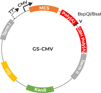 mRNA Applied Vector | GenScript