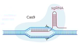 OmniGuide RNA for Gene Editing Systems | GenScript