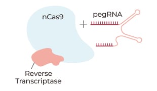 OmniGuide RNA for Gene Editing Systems | GenScript