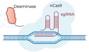 OmniGuide RNA for Gene Editing Systems | GenScript