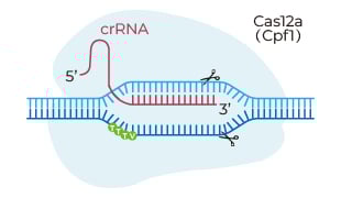 OmniGuide RNA for Gene Editing Systems | GenScript