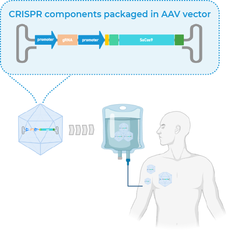 One Stop Solution for Gene Editing | GenScript
