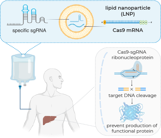 One Stop Solution for Gene Editing | GenScript