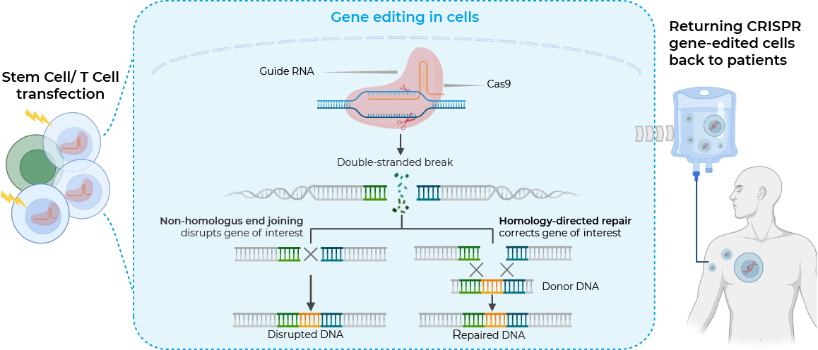 One Stop Solution for Gene Editing | GenScript