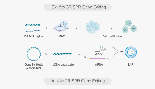 GenScript Gene Therapy solution -full range of service and product for ...