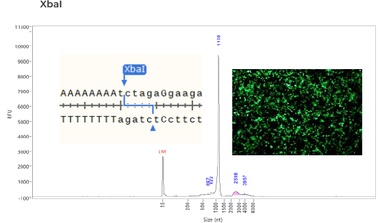 Plasmid Linearization Service Genscript