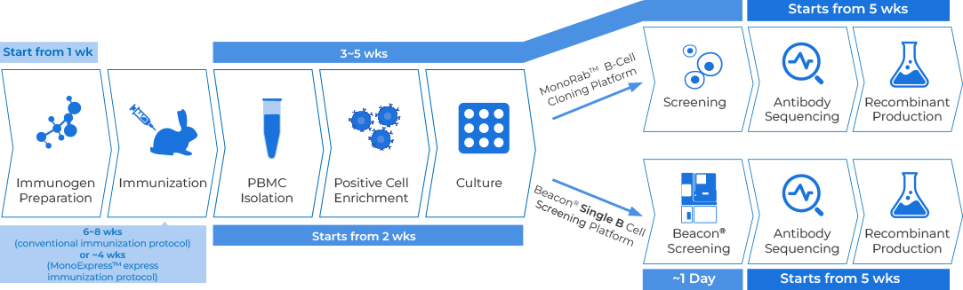 Antibody Discovery & Recombinant Protein Expression | GenScript