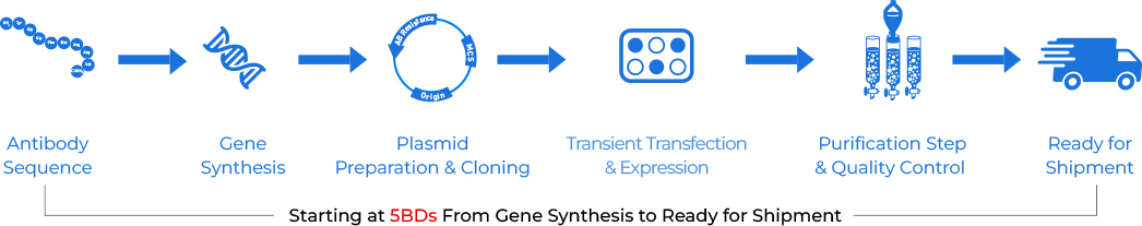 Antibody Discovery & Recombinant Protein Expression | GenScript