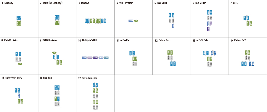 Antibody Discovery & Recombinant Protein Expression | GenScript