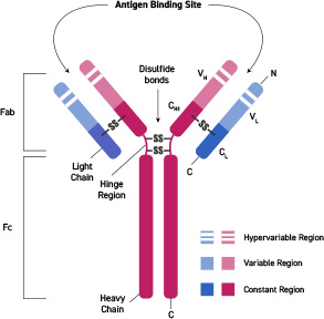 Antibody Discovery & Recombinant Protein Expression | GenScript