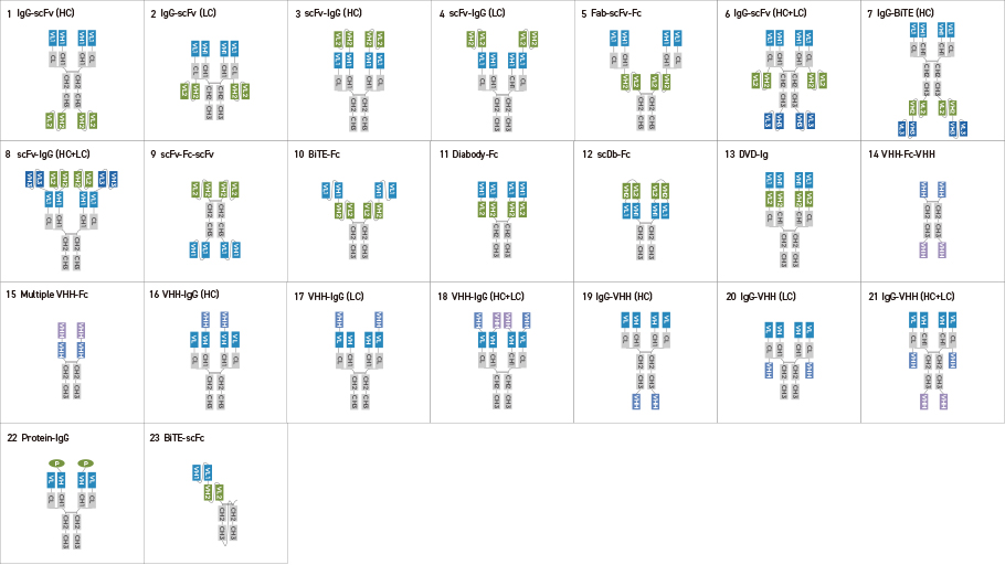 Antibody Discovery & Recombinant Protein Expression | GenScript