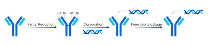 Small Nucleic Acid Drug Conjugation Service