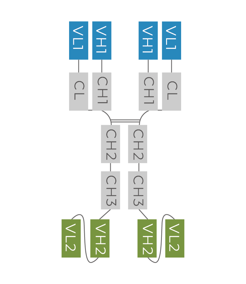TurboCHO™ Bi-specific Antibody Expression | GenScript