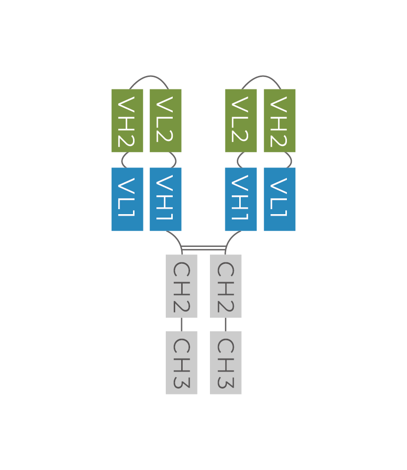 TurboCHO™ Bi-specific Antibody Expression | GenScript